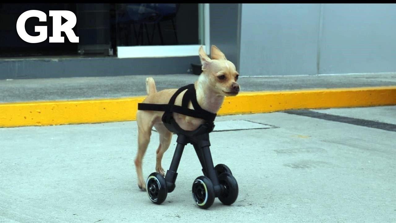 Ayudan a perrita que nació sin patas delanteras | Monterrey - YouTube