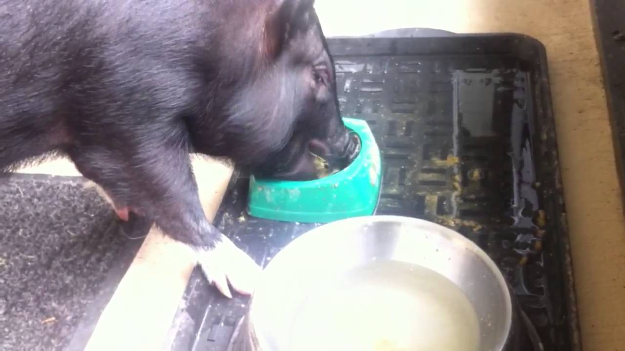 Mini Pig eating like a Pig - YouTube