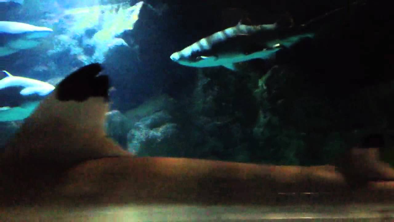 Ethan vs Shark Tube - YouTube