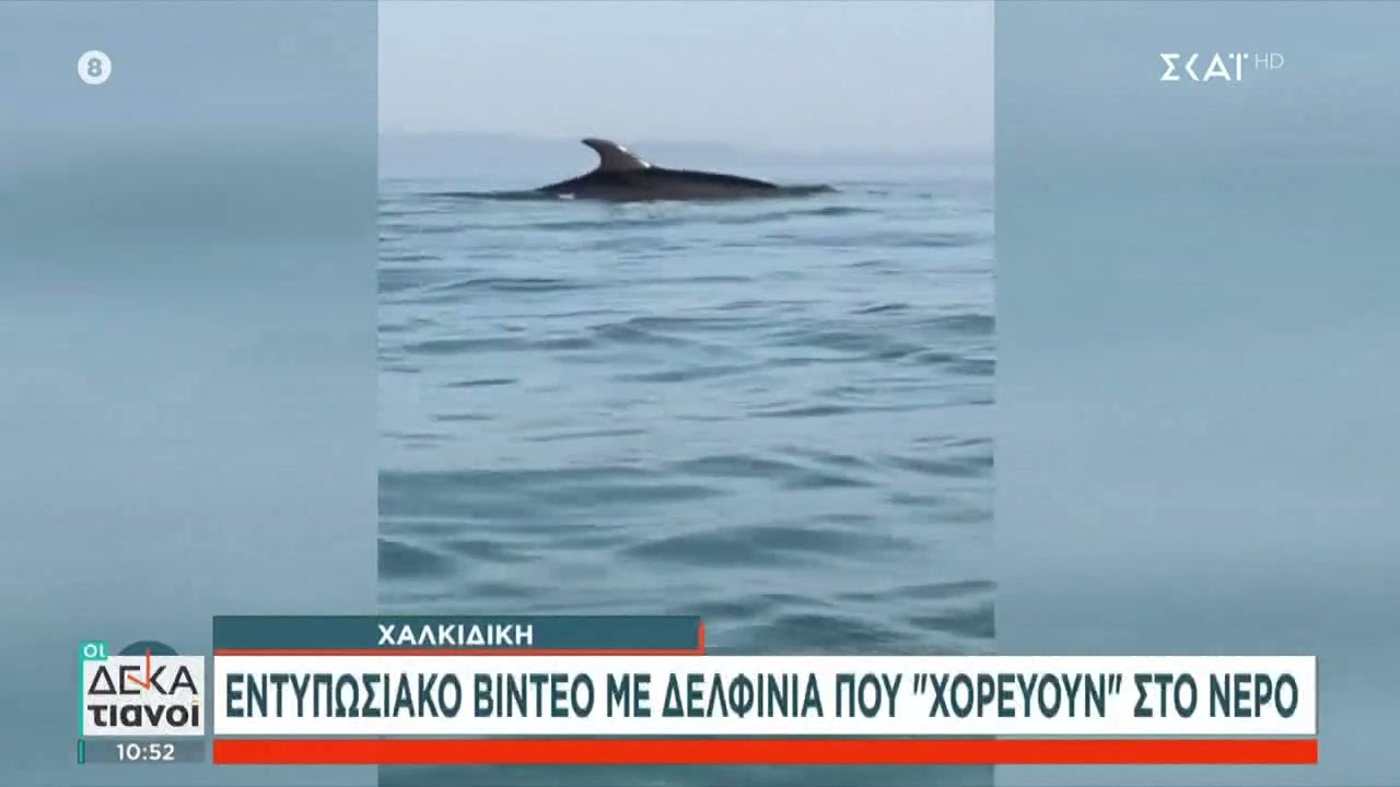 Χαλκιδική: Εντυπωσιακό βίντεο με δελφίνια που «χορεύουν» στο νερό | Οι ...