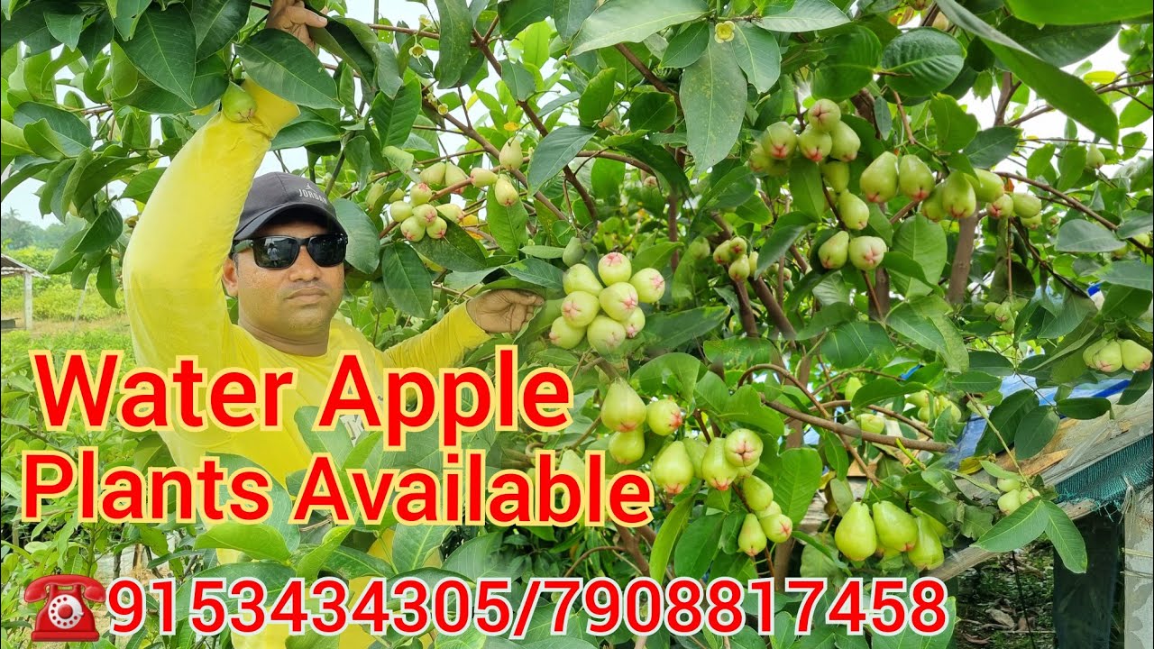 Water Apple Mother Plants - YouTube