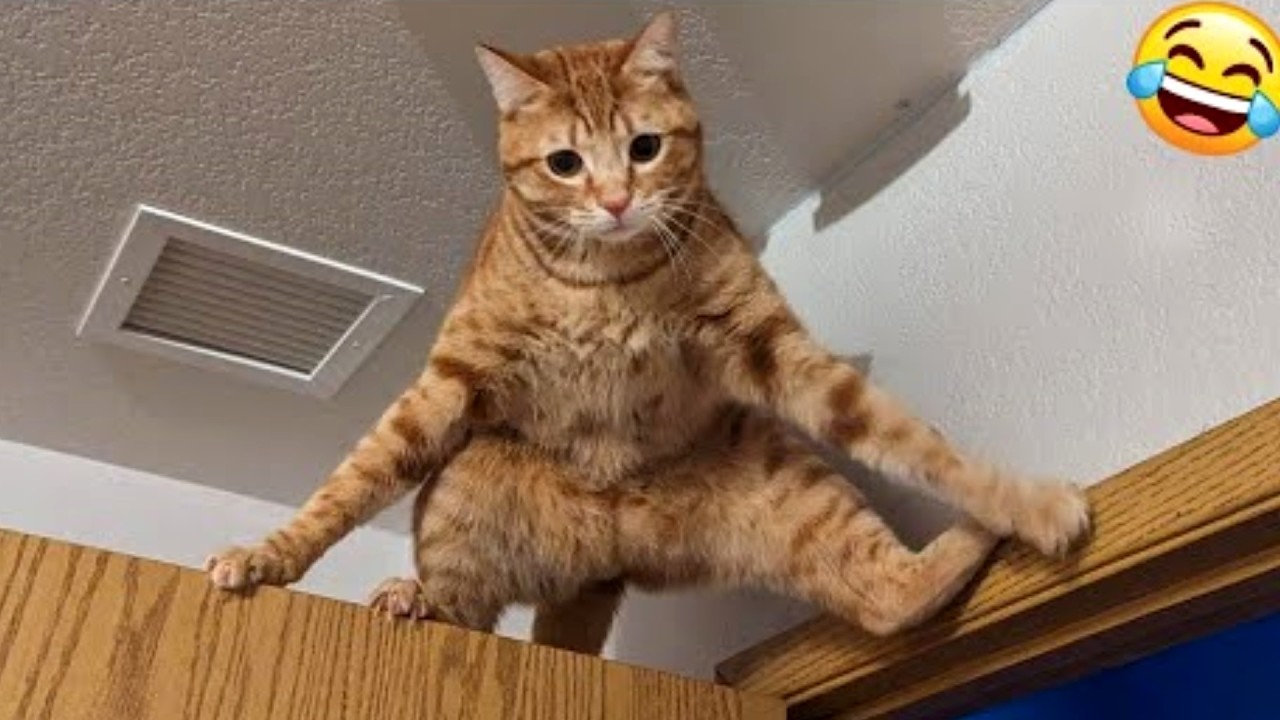Cats Doing Funny Things Compilation - YouTube