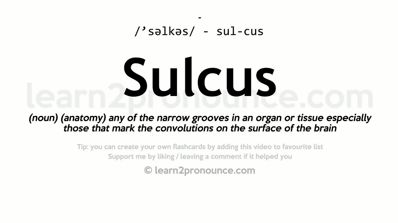 Sulcus pronunciation and definition - YouTube