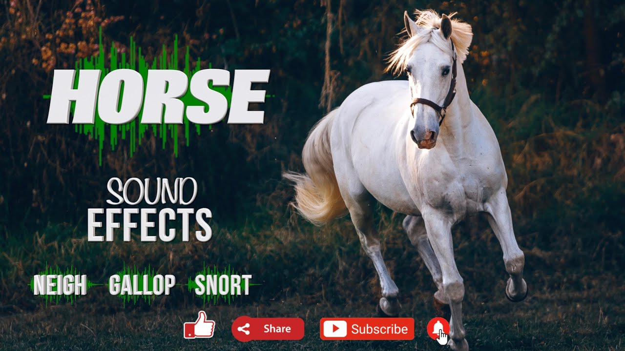 Horse sound for kids learn horse neighing,snorting and galloping sound ...