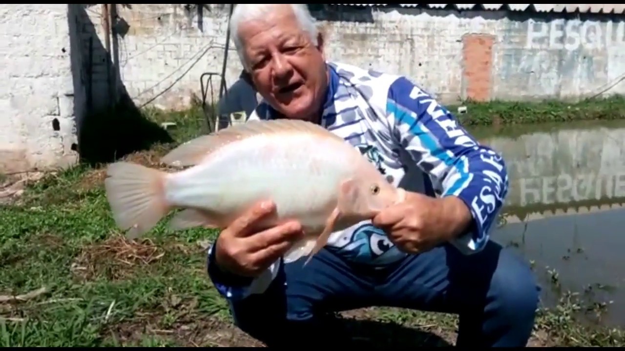 #8 Pesqueiro Tô a Toa - YouTube