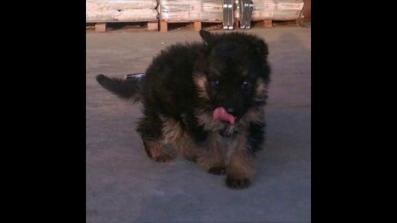 My gsd-Rocky (the Mohawk) - YouTube