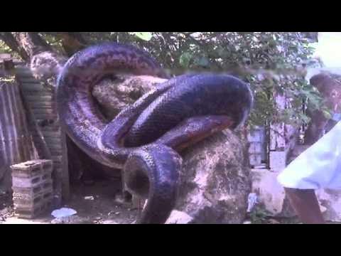 The Biggest Snake in the Philippines A.K.A Prony - YouTube