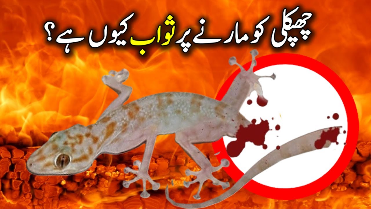 Chipkali Ko Marna Sawab Hai Ya Phir Kuch aur Haqeeqat hai | Pyaara ...