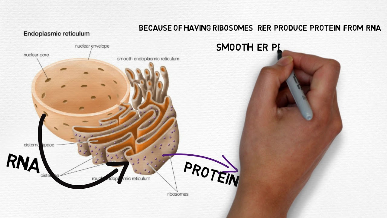 Animated view of Endomembrane System - YouTube