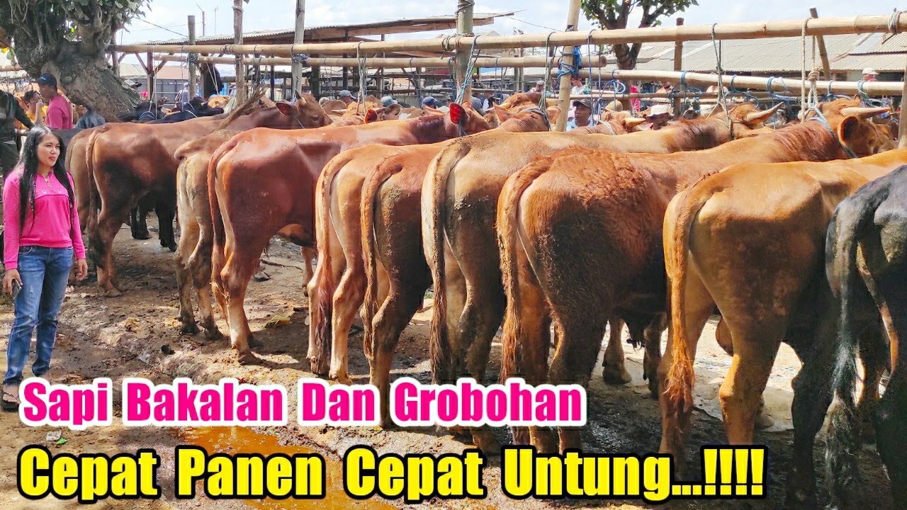 Update Harga Sapi Bakalan Grobohan Cepat Panen Cepat Untung || Pasar ...