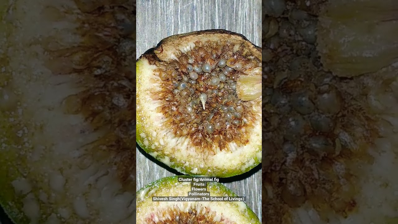 Gular Tree-Fruit - YouTube