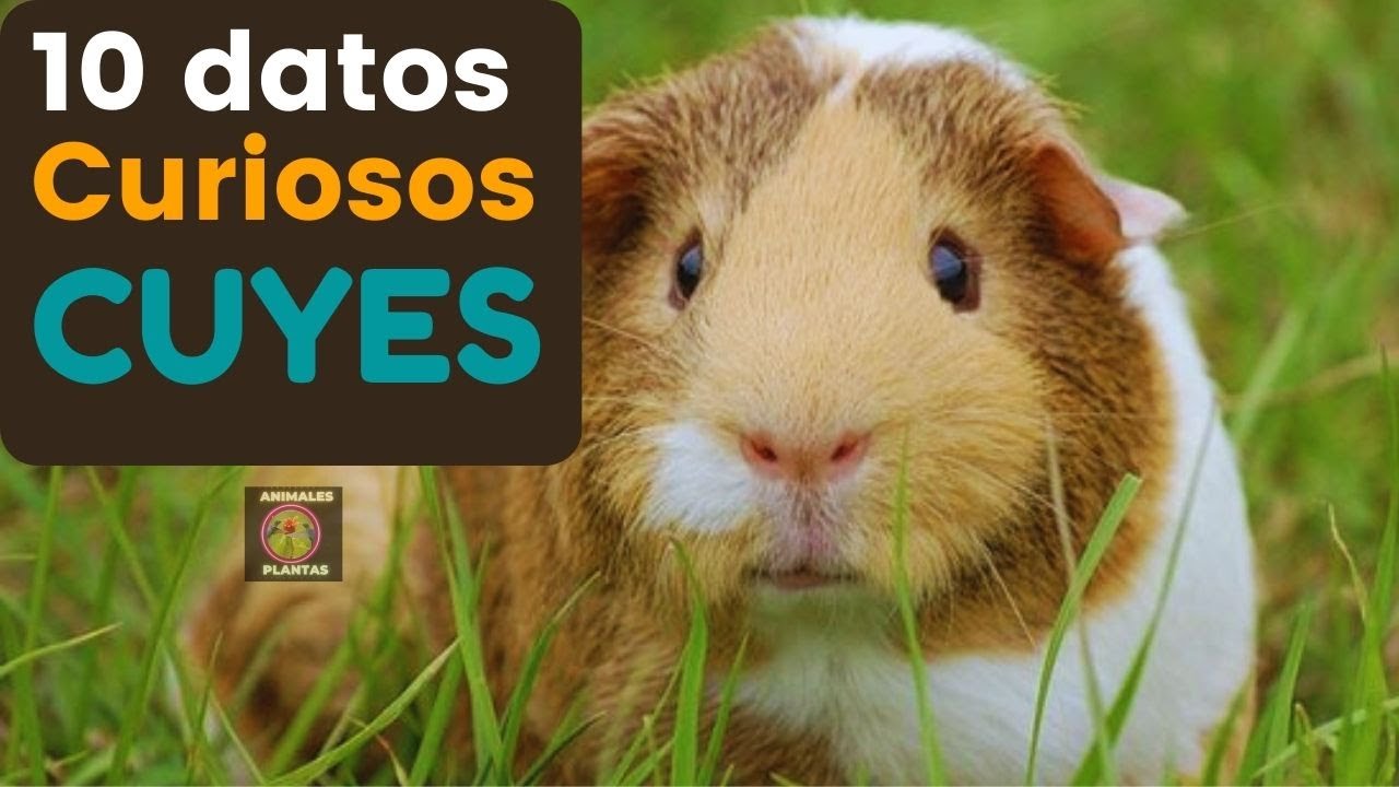 "🐹 10 DATOS CURIOSOS que NO SABÍAS sobre los CUYES 🧐 " - YouTube