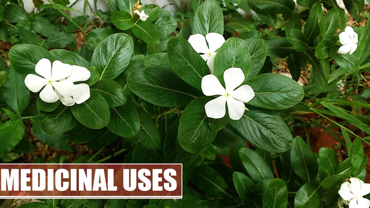Catharanthus roseus Medicinal Uses | Periwinkle Medicinal Uses - YouTube