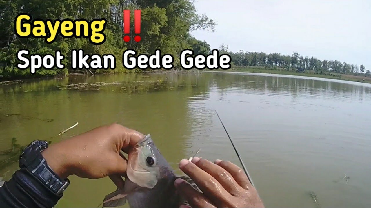 Gayeng.. ‼️ Mancing Di Spot Ikan Gede Gede - YouTube