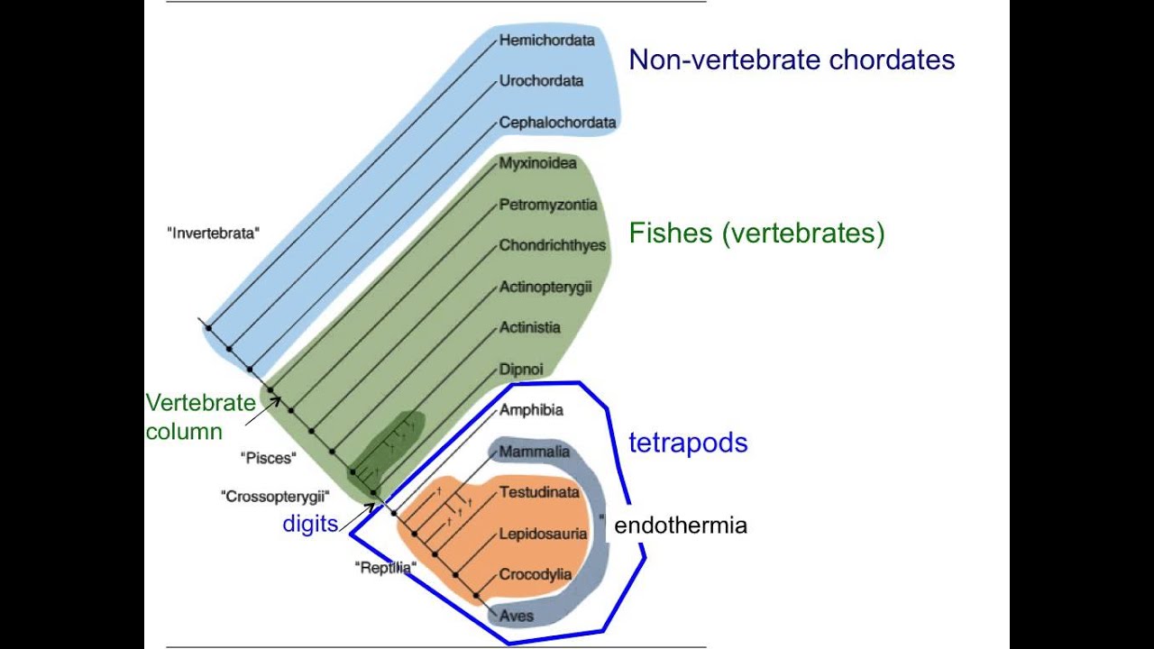 Ch. 23 which traits help us group organisms - YouTube