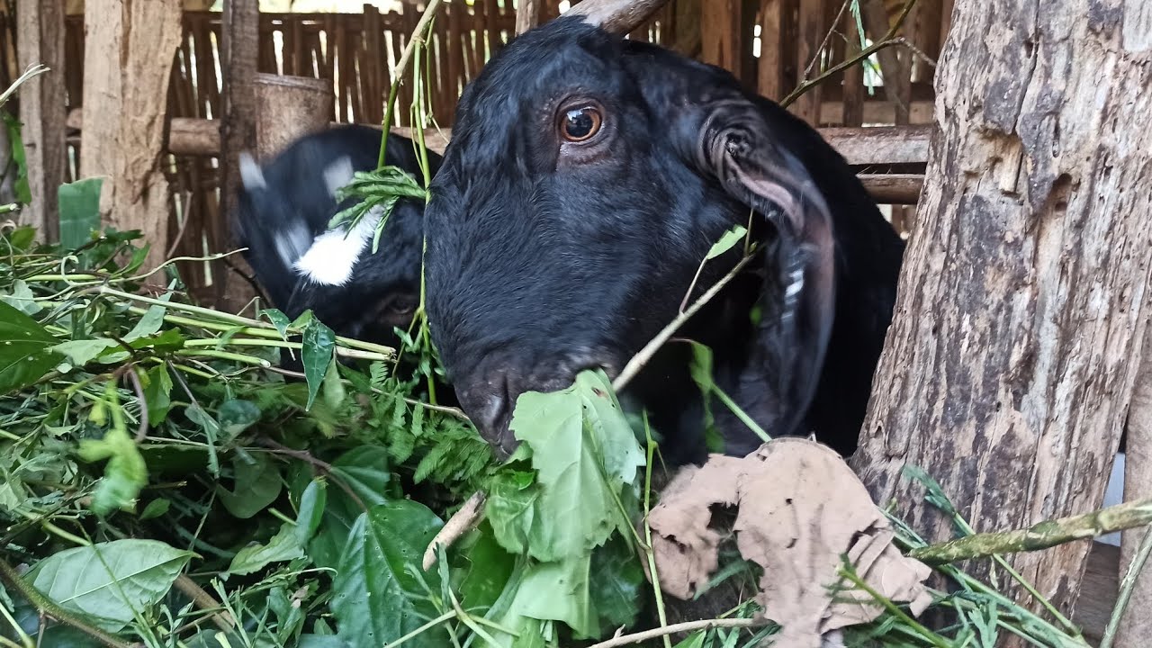 Goat Sounds & Goat video, The Sound A Goat Makes, Animal Sounds - YouTube