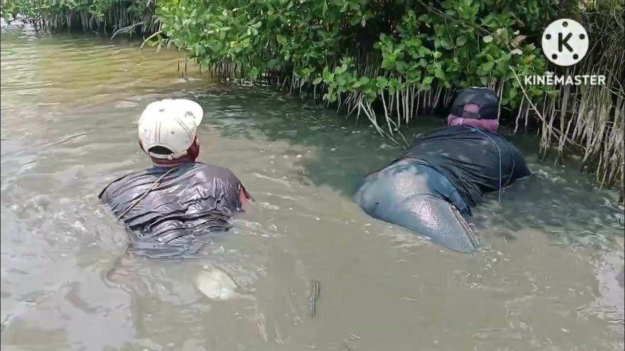 AWALNYA RAGU ternyata tambak ini isinya babon semau cari ikan di tambak alar giban - YouTube