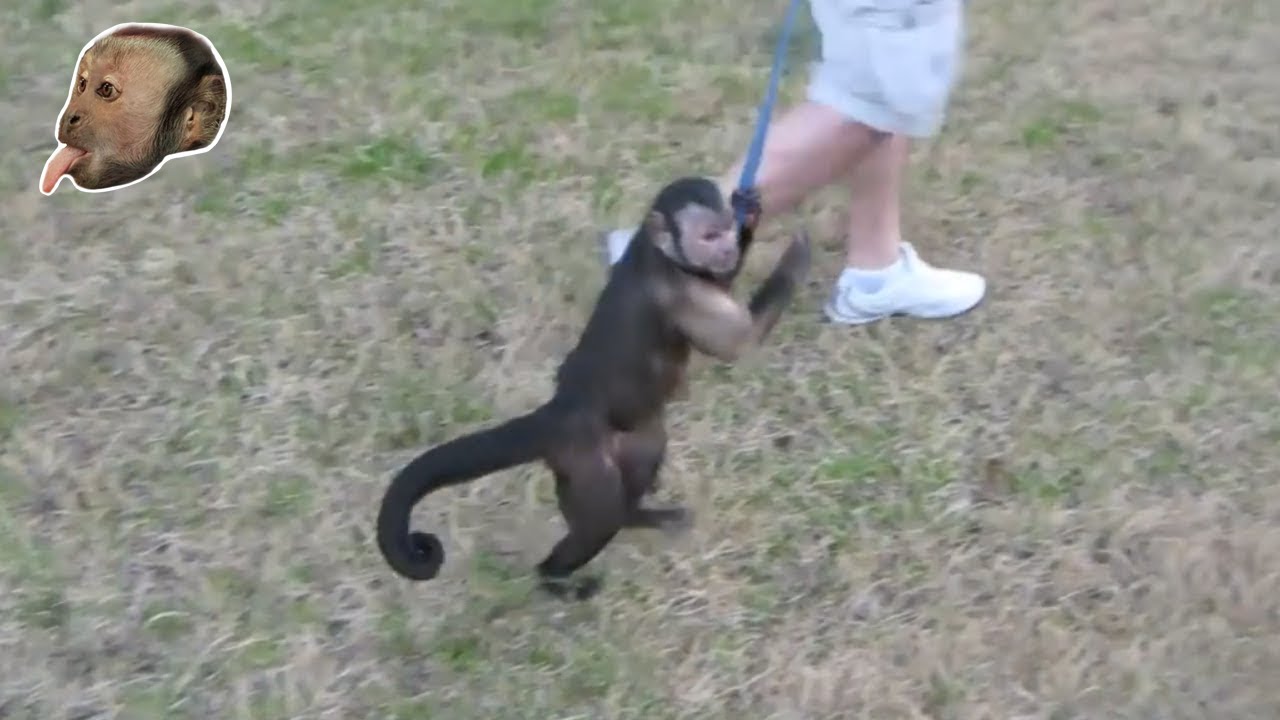 Monkey Running! - YouTube