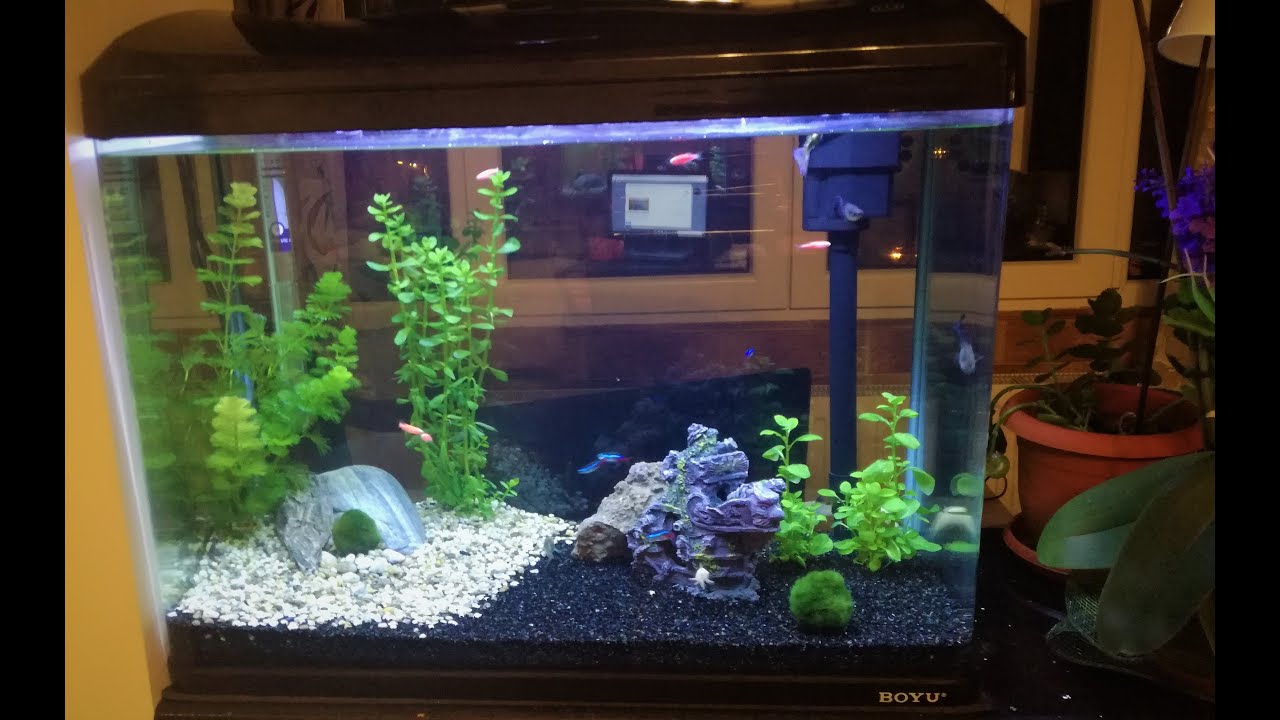 Prezentare Acvariu - Boyu EC 600 - YouTube