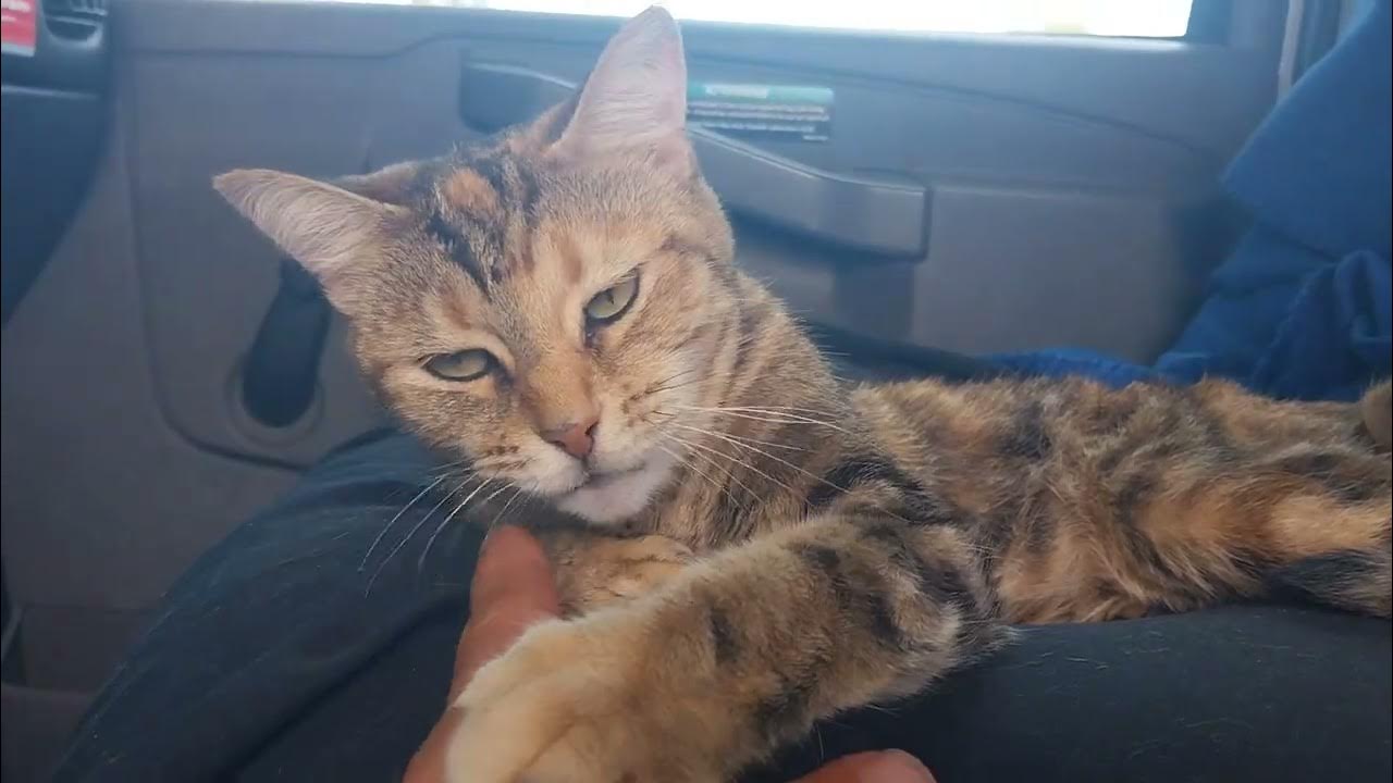 Precious Pussycat Show Love Bites Cat Catlover Purrfect Youtube