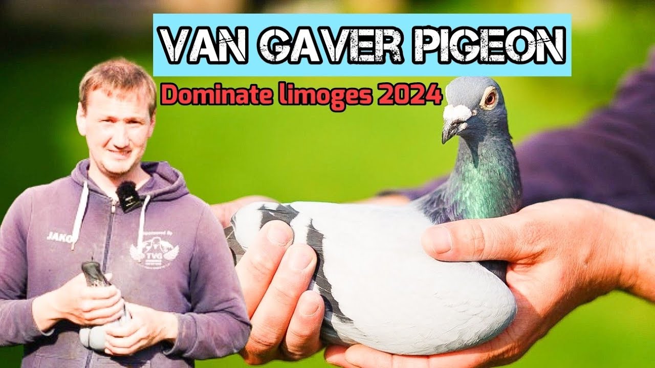 Tom & Marnik Van Gaver's racing pigeon Dominance at Limoges: Top Pigeon ...
