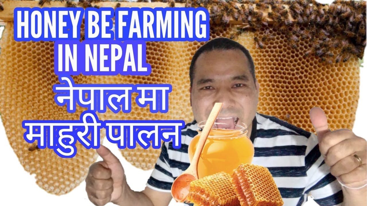 HONEY BEE FARMING IN NEPAL नेपाल मा माहुरी पालन - YouTube