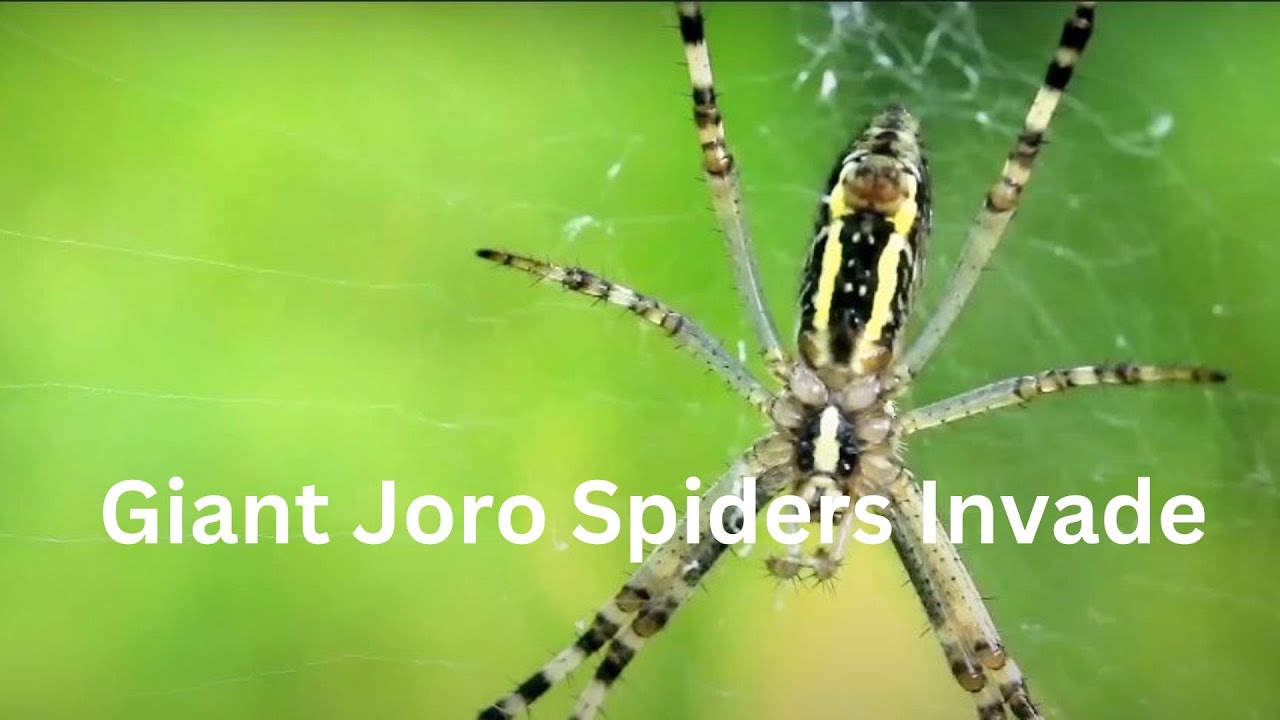 Giant Joro Spiders Invade the Northeast! 🕷️ - YouTube