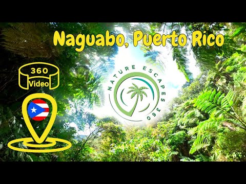 Hidden Wonders Unveiled: Discovering the Naguabo Infinity Pool | 360 ...