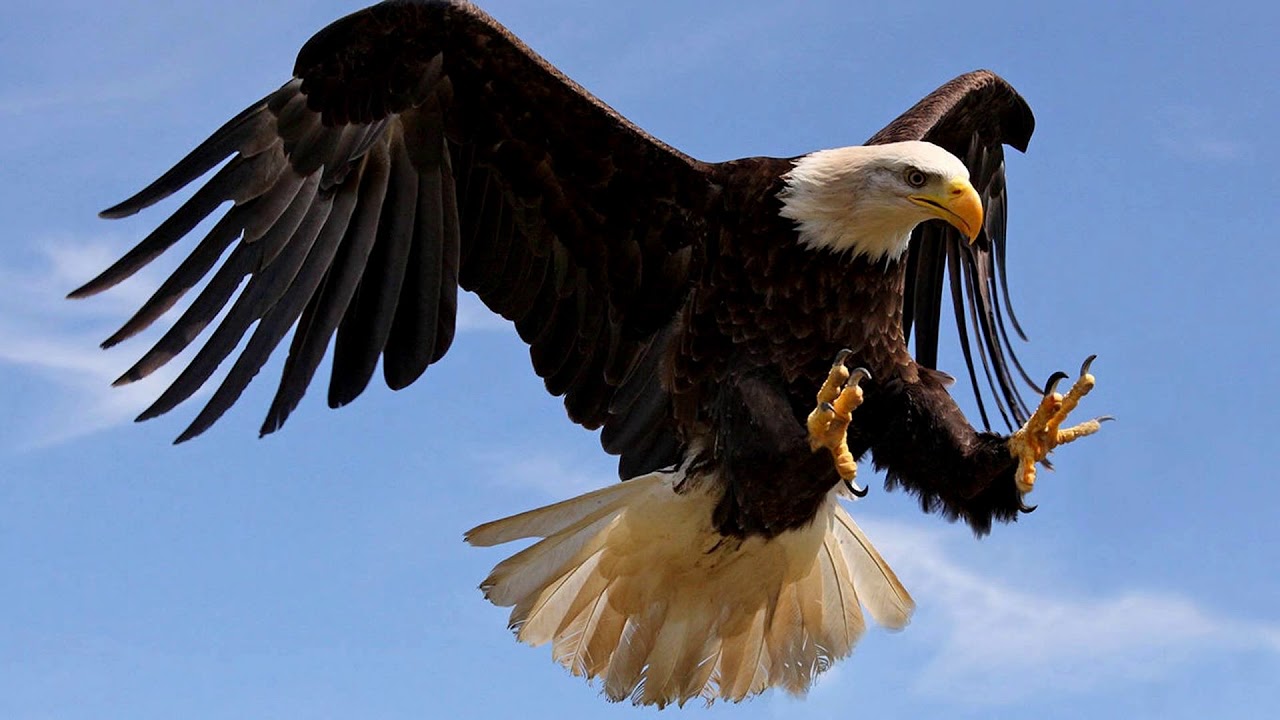 Bald Eagle (HD1080p) - YouTube