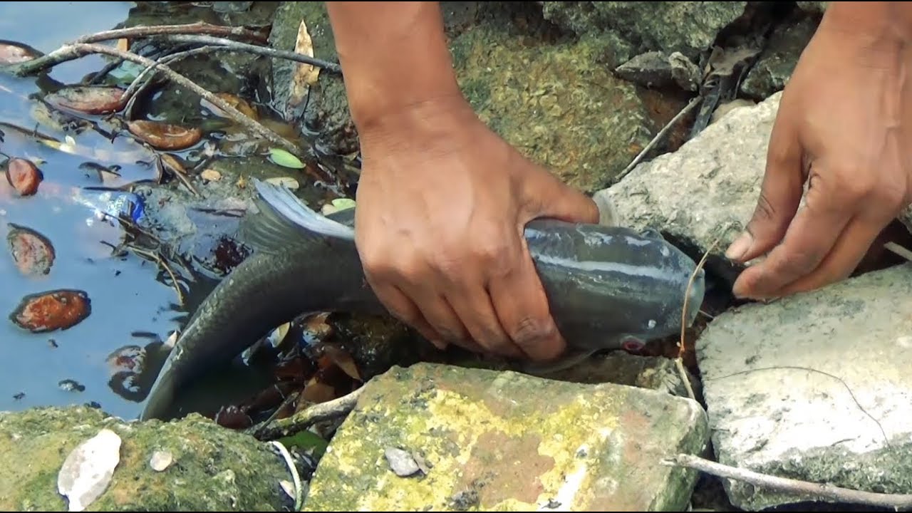 Best Kalbaush Fishing Videos By Fish Watching - YouTube