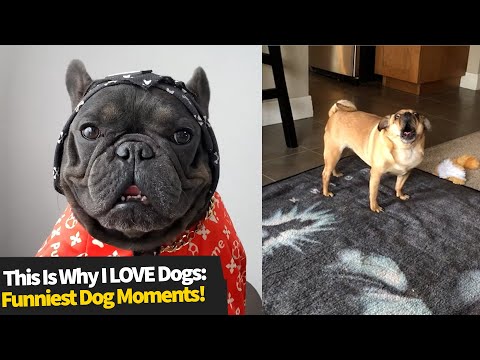 This Is Why I LOVE Dogs: Funniest Dog Moments 2021