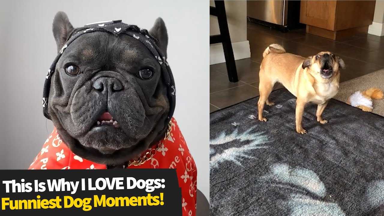 This Is Why I LOVE Dogs: Funniest Dog Moments 2021 - YouTube