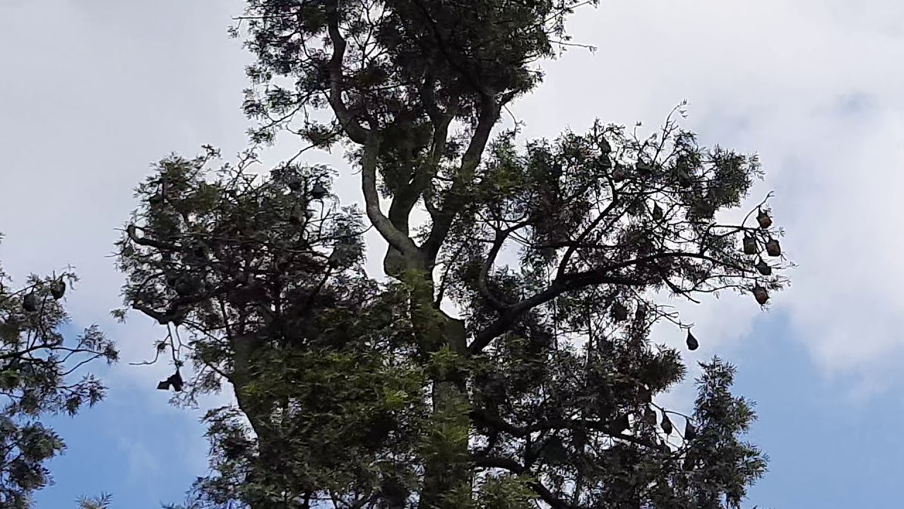 Bat tree - YouTube