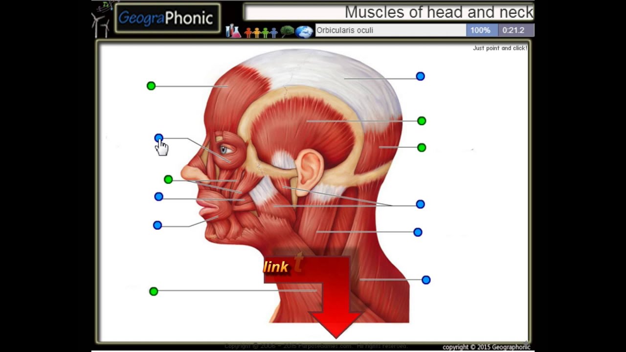 anatomije vježbe, mišića glave i vrata - YouTube