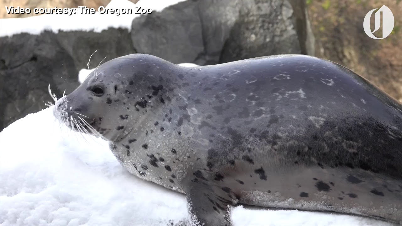 Oregon Zoo harbor seals, African painted dogs and sea otters frolic in ...