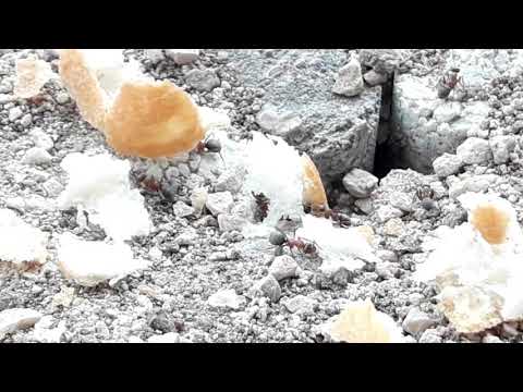 Karıncaların dünyası,Karınca videoları,karınca videosu,Kuş sesi,kuş sesi,doğa sesi,doğa sesleri
