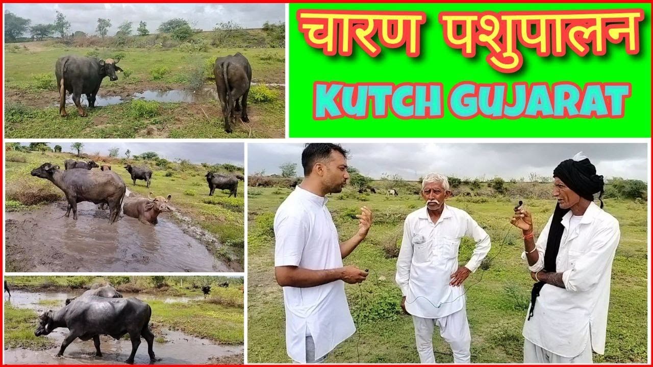 Chaaran logon ka Bhains pashupalan || चारण लोगों का भैंस पशुपालन # ...