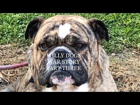 WILLY DOGs WAR STORY part 3 - YouTube