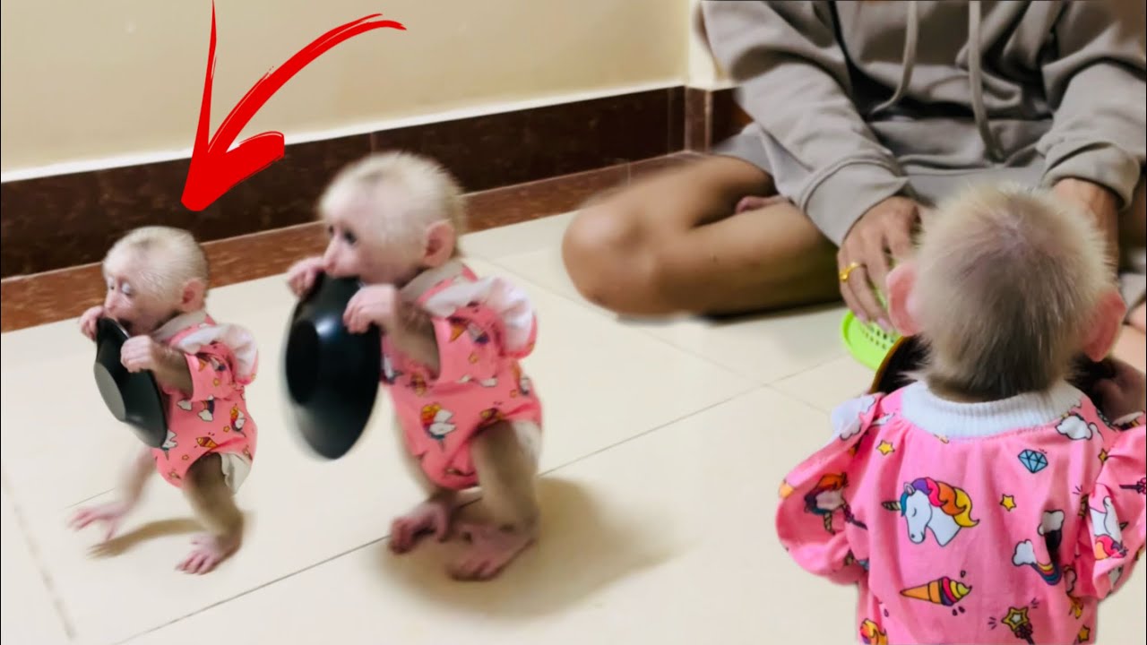 My Cute DORI Baby Cute monkey bring the plate for mom to put fruit and ...