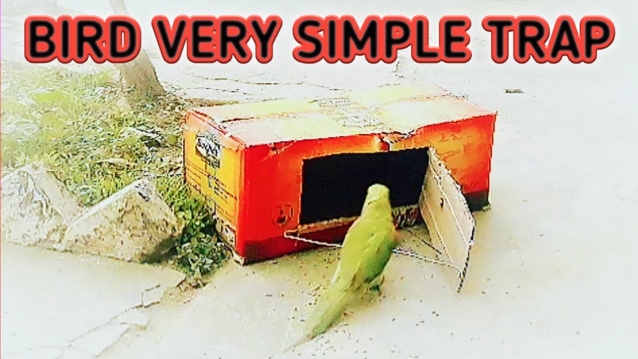 bird trapping/very easy bird trapping method/Trapping bird with this ...