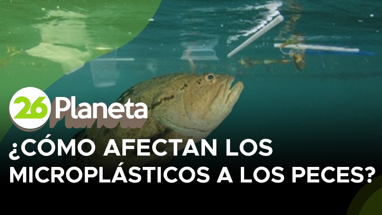 ARGENTINA | ¿Cómo afectan los microplásticos a los peces? | Videos ...