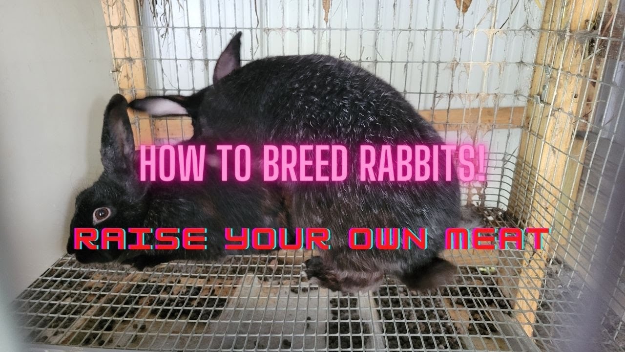 My how to guide at breeding meat rabbits! - YouTube