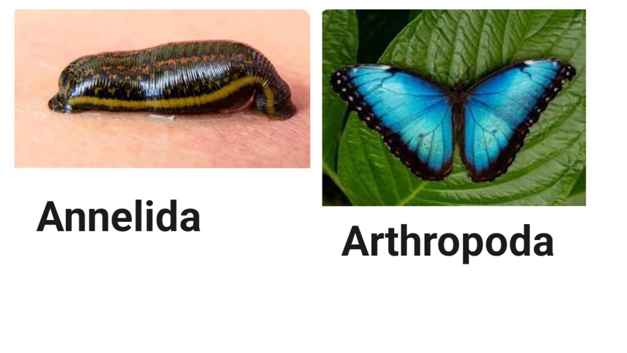 NEET Biology: Animal Kingdom (Part-4): Phylum Annelida & Arthropoda ...