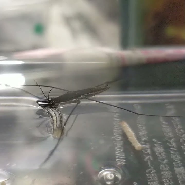 【☠ぶっ刺す！】アメンボの捕食がヤバすぎた！！ - YouTube