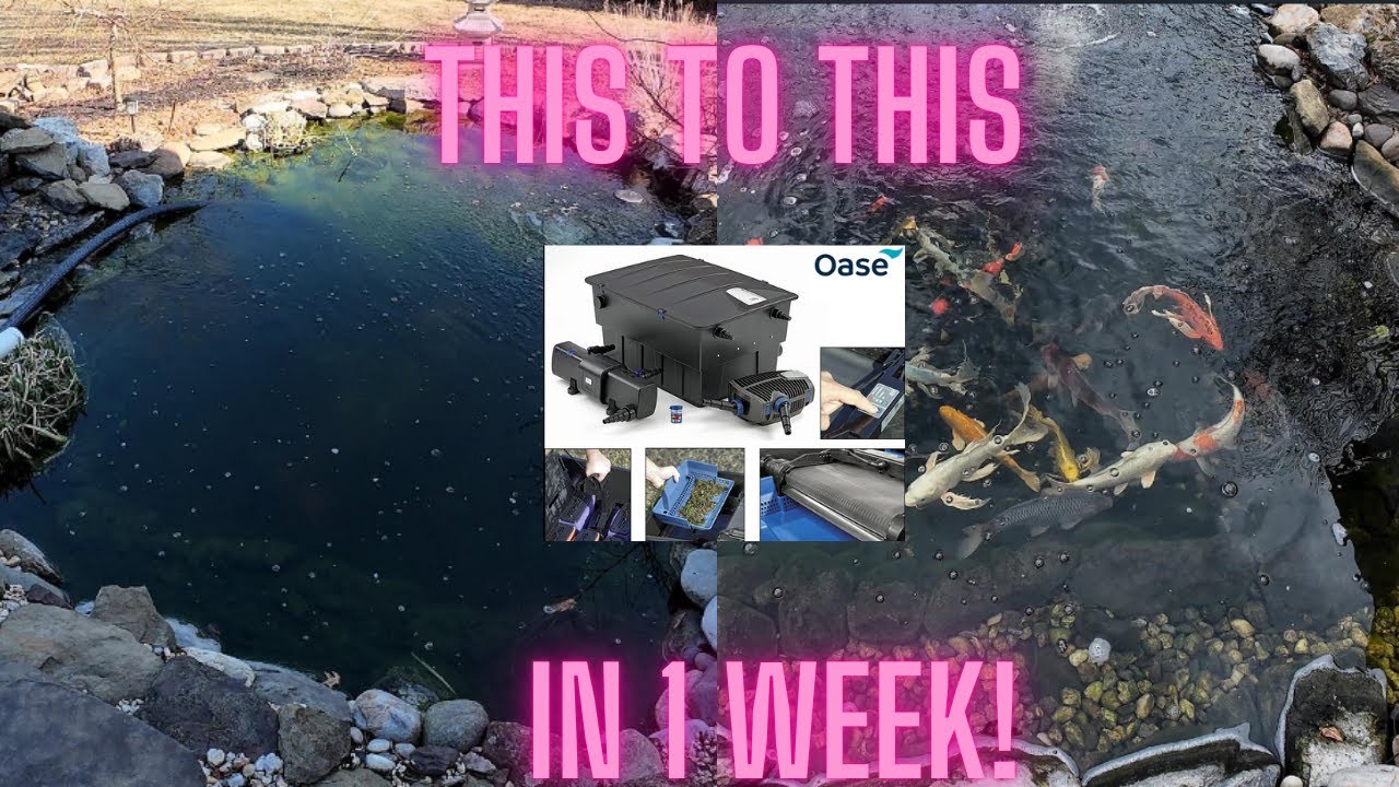 Showing the Oase guarantee at work! (Pond opening Spring 2025) - YouTube