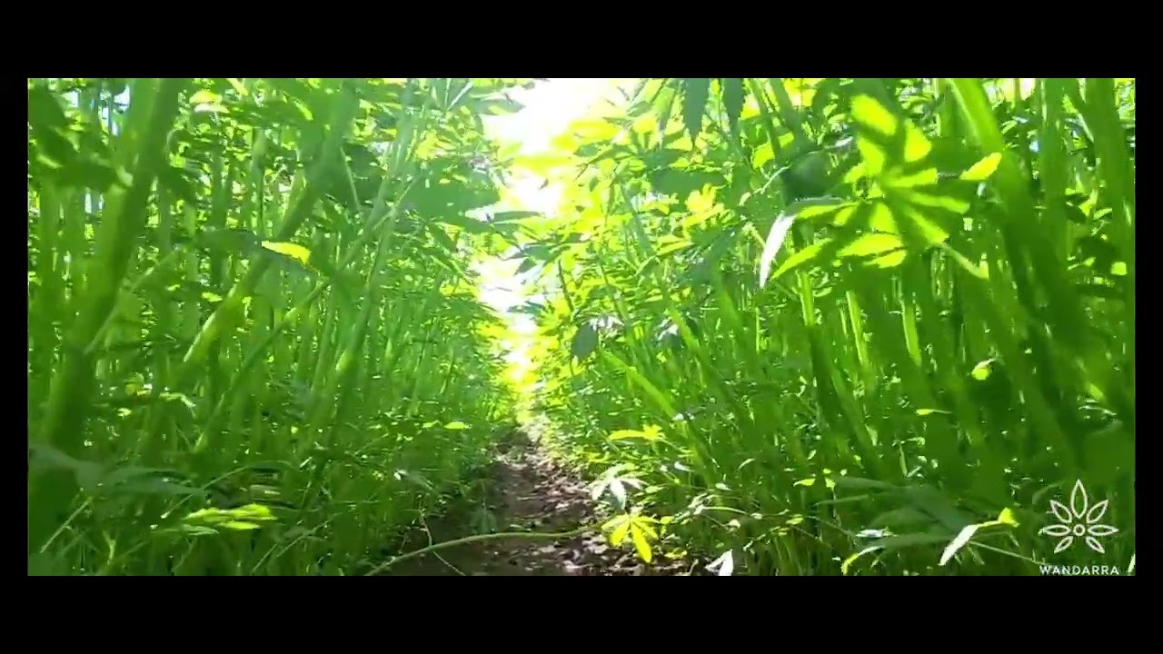 Industrial Hemp Day 34 - June 2024 - YouTube