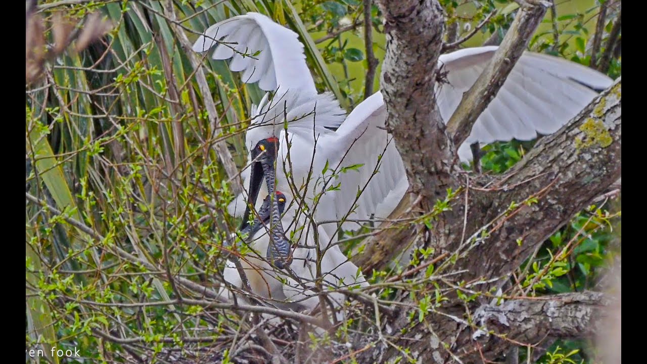 Royal Spoonbill Mating, Travis wetland .ヘラサギχουλιαρομύτα #bird #nature ...