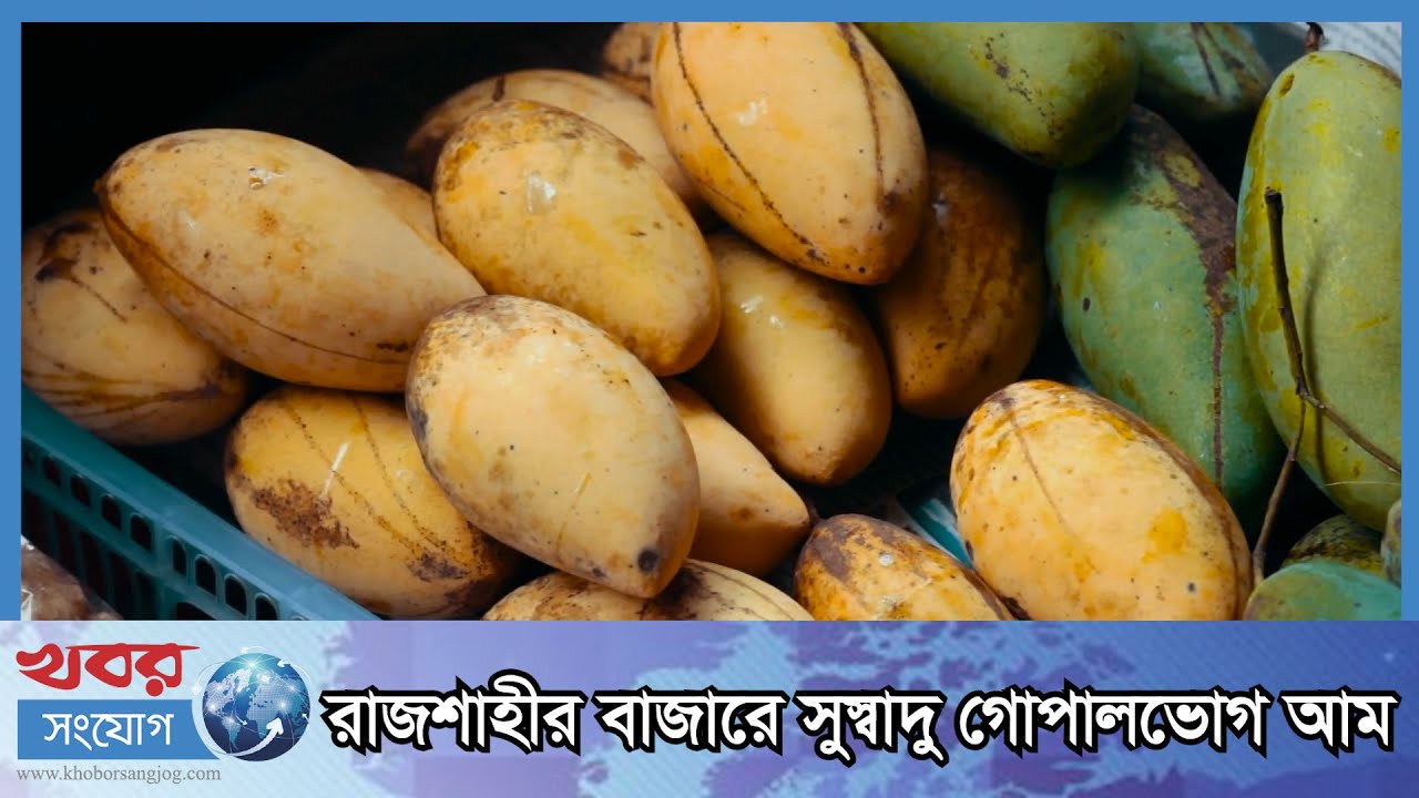 রাজশাহীর বাজারে গোপালভোগ, জমে উঠেছে আমের বাজার | | Rajshahi Mango ...