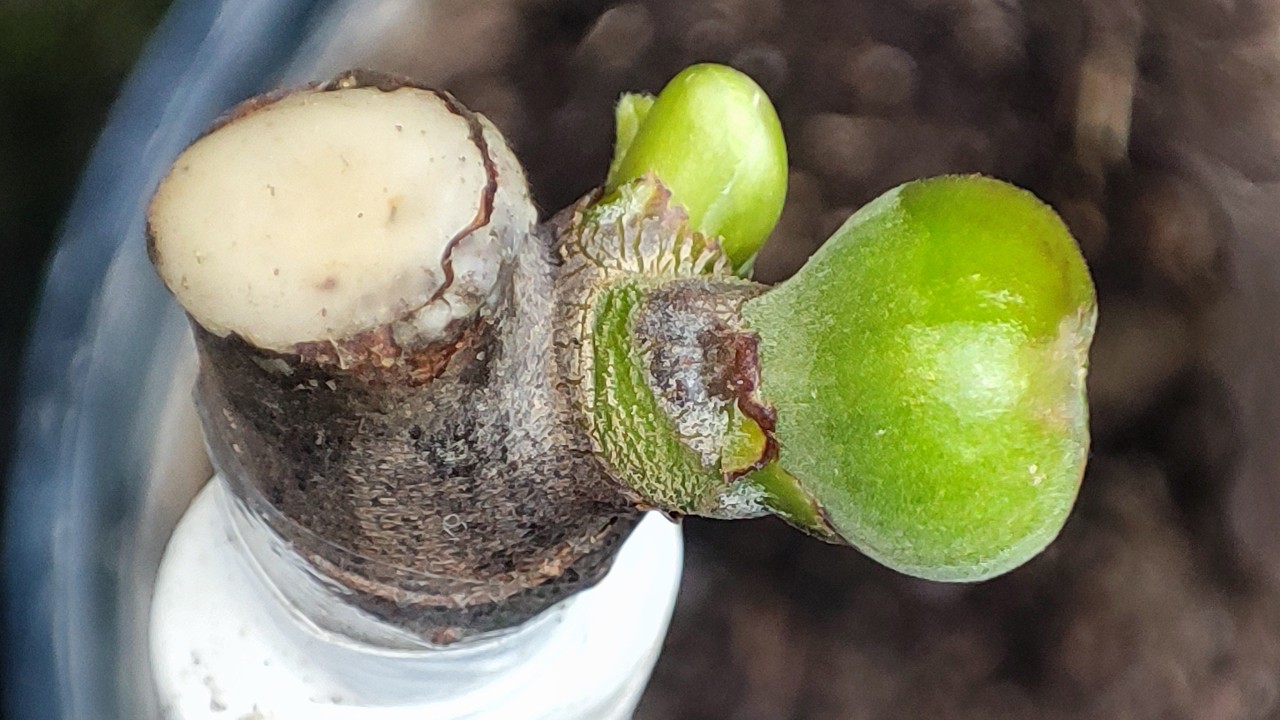 How to Graft Fig Trees Easy (Side-Veneer Grafting Tutorial) - YouTube