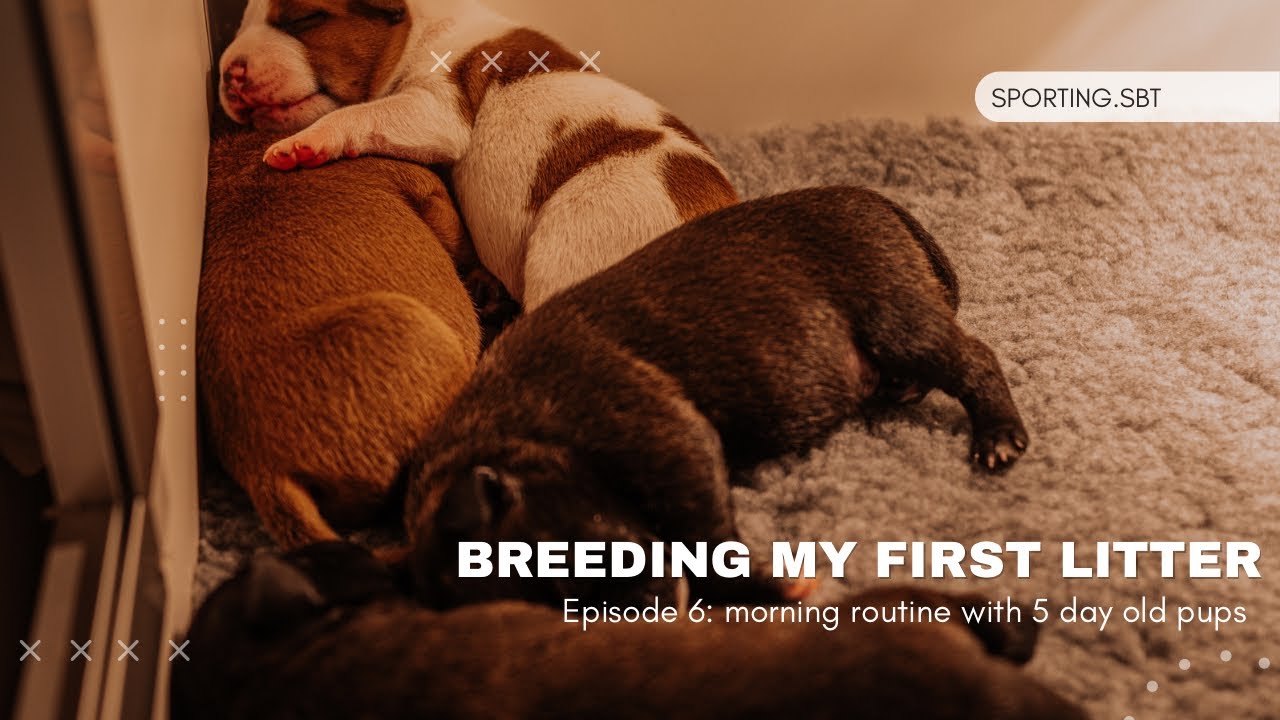 Breeding my first litter: morning routine with 5 day old pups ...
